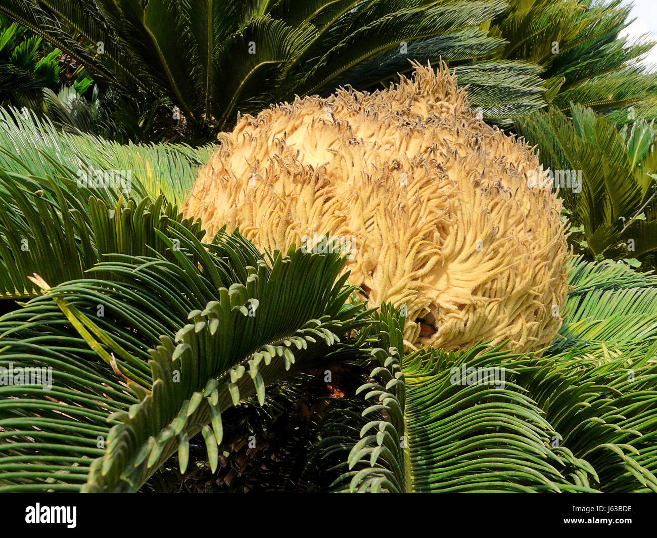 Cycad seed hi-res stock photography and images - Alamy