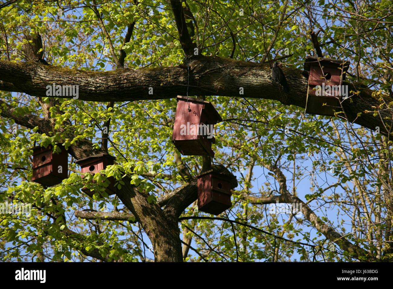 tree animal protection birds protection forest tree green deciduous ...