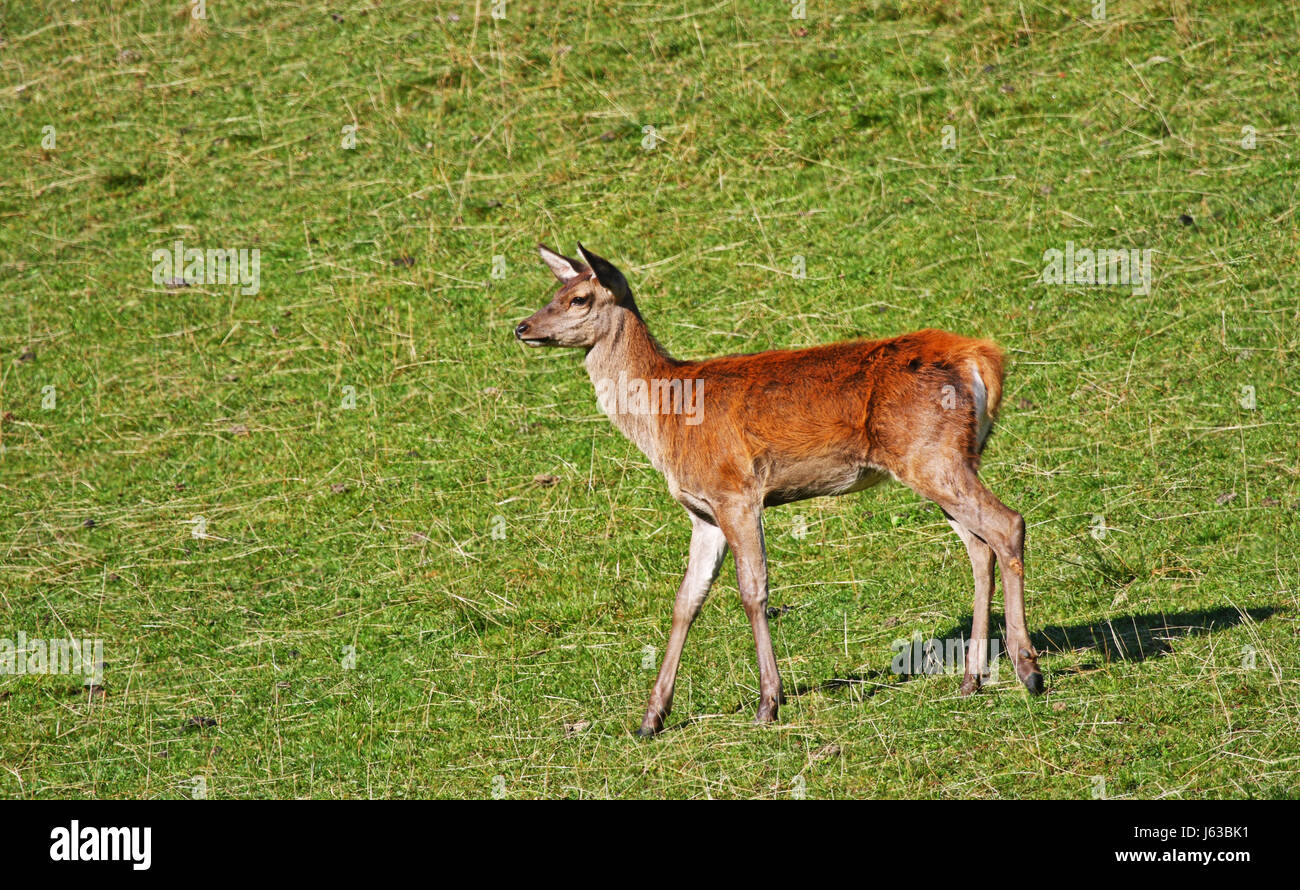 stags hinds hart stag animal animals mammals wildlife cows horns wild ...
