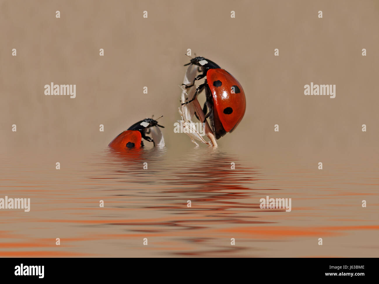 insect beetle flood rise climb climbing ascend uphill tread clamber ...