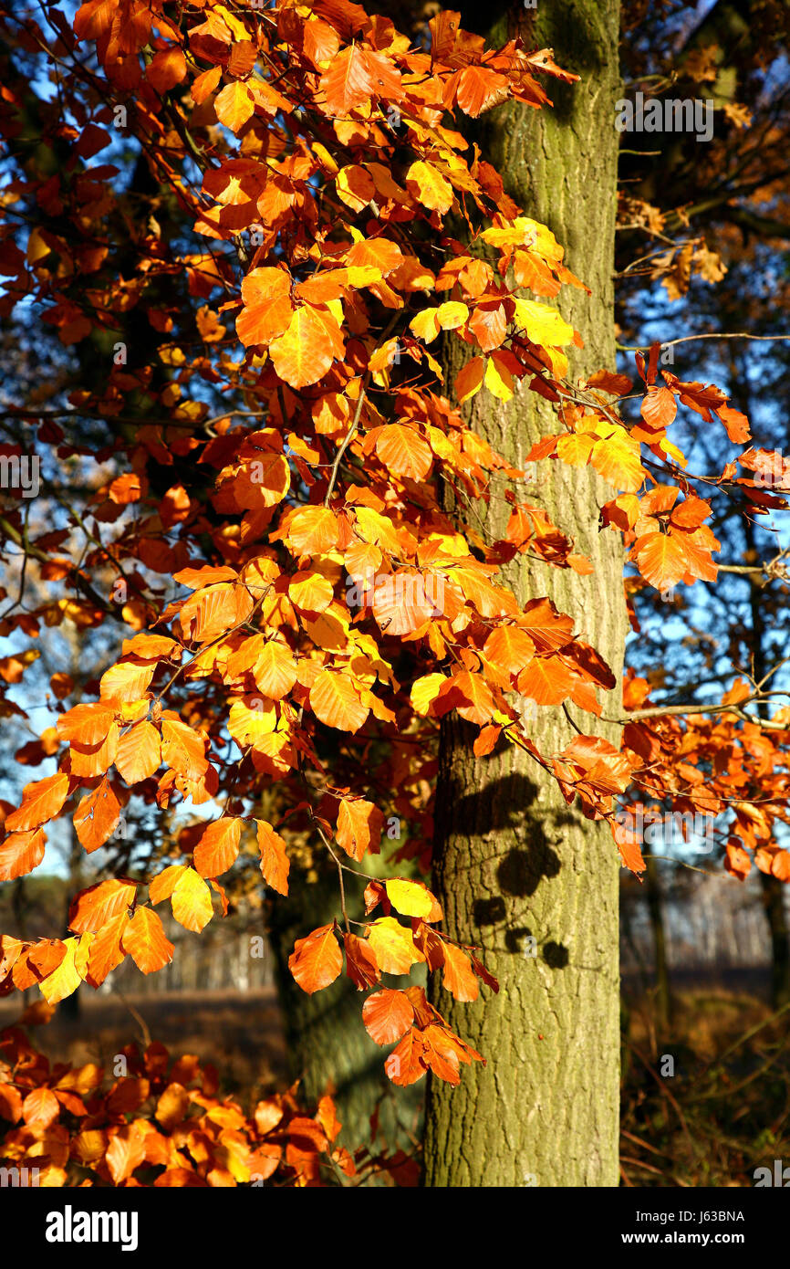 orange tree seasons gold yellow leaves foliage fall autumn orange tree ...