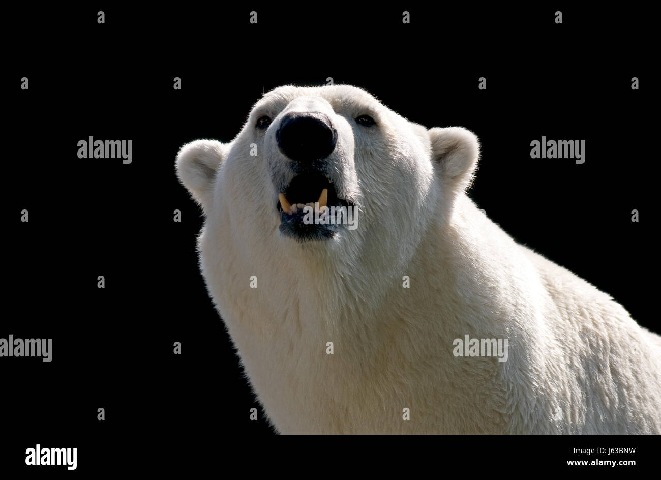 bear polar bear hunter predator polar animal mammal bear polar bear ...