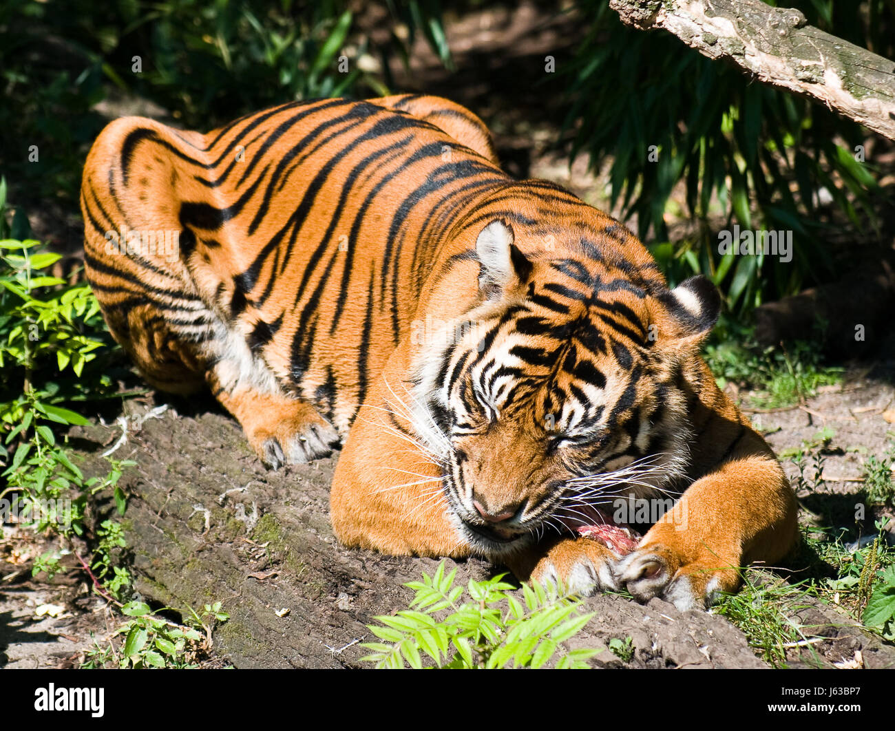big cat feline predator sneak predator to gorge engulf devour paw ...