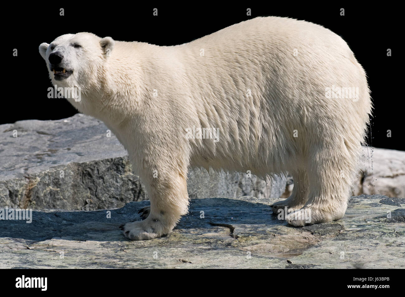 bear polar bear hunter predator polar animal mammal polar bear lone ...