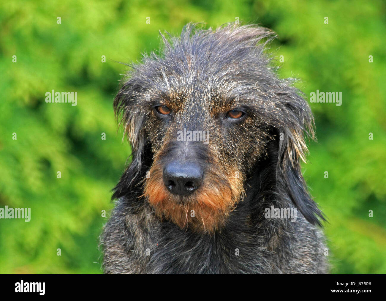The grouch hi-res stock photography and images - Alamy