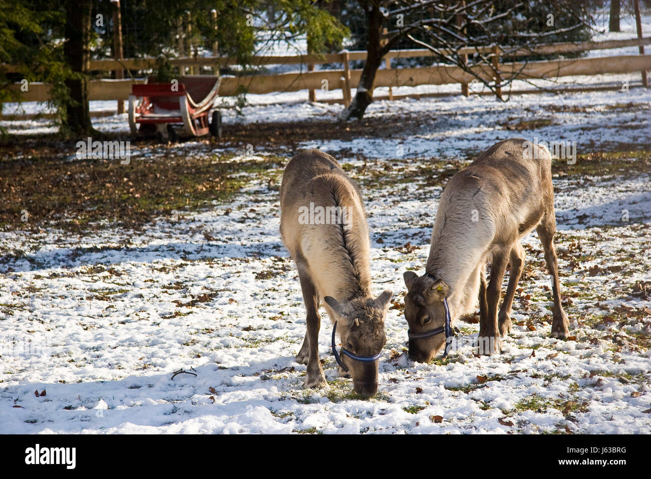 peaceful sledge presents snow pictogram symbol pictograph trade symbol ...