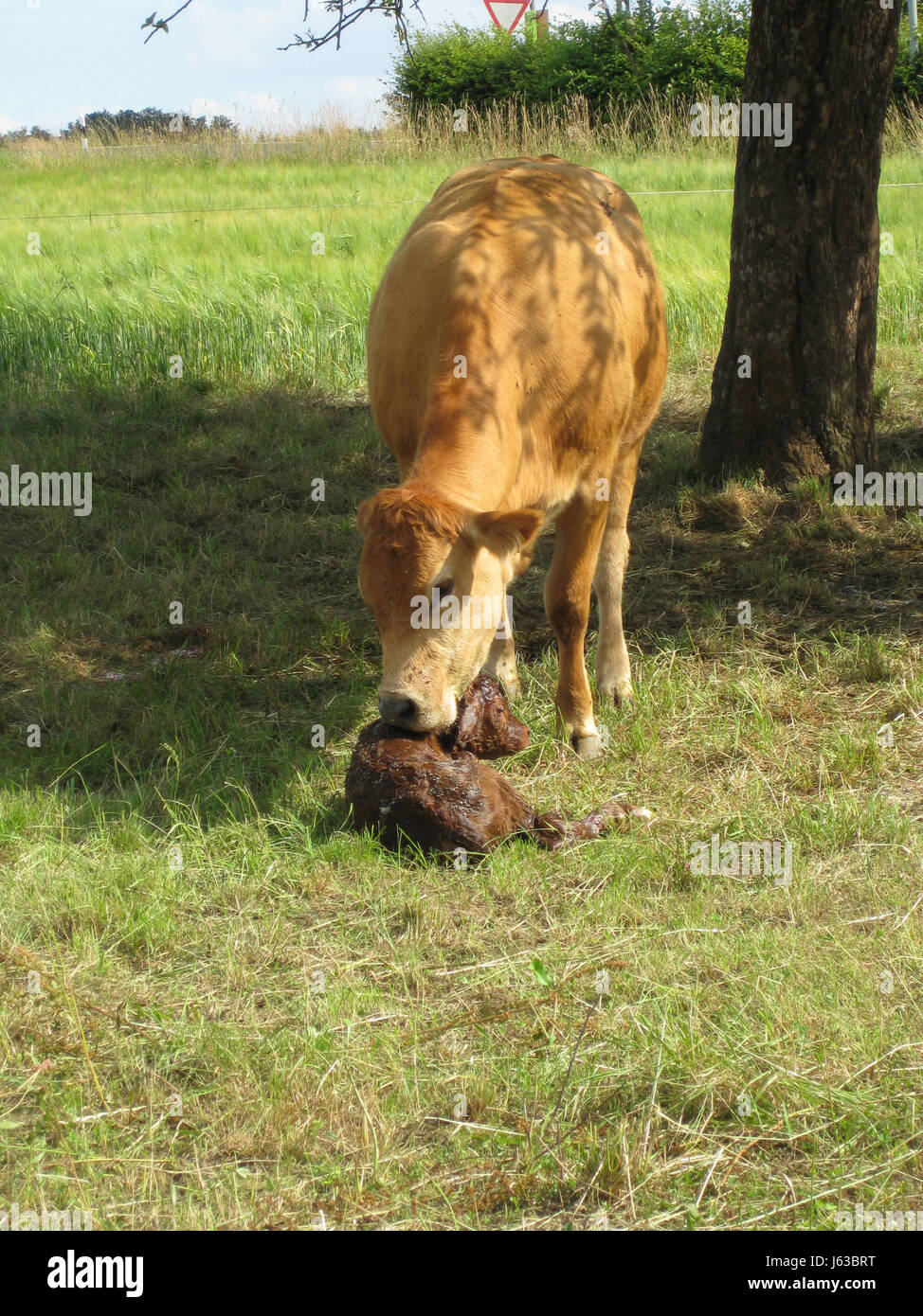 birth childbirth parturition delivery cow mother mom ma mommy cub baby ...