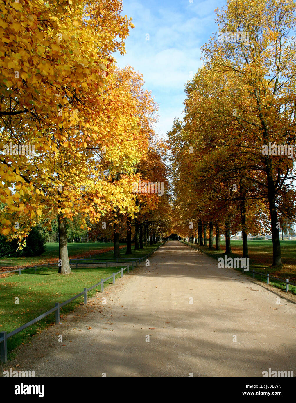 tree trees park colour season colors colours leaves foliage nature fall ...