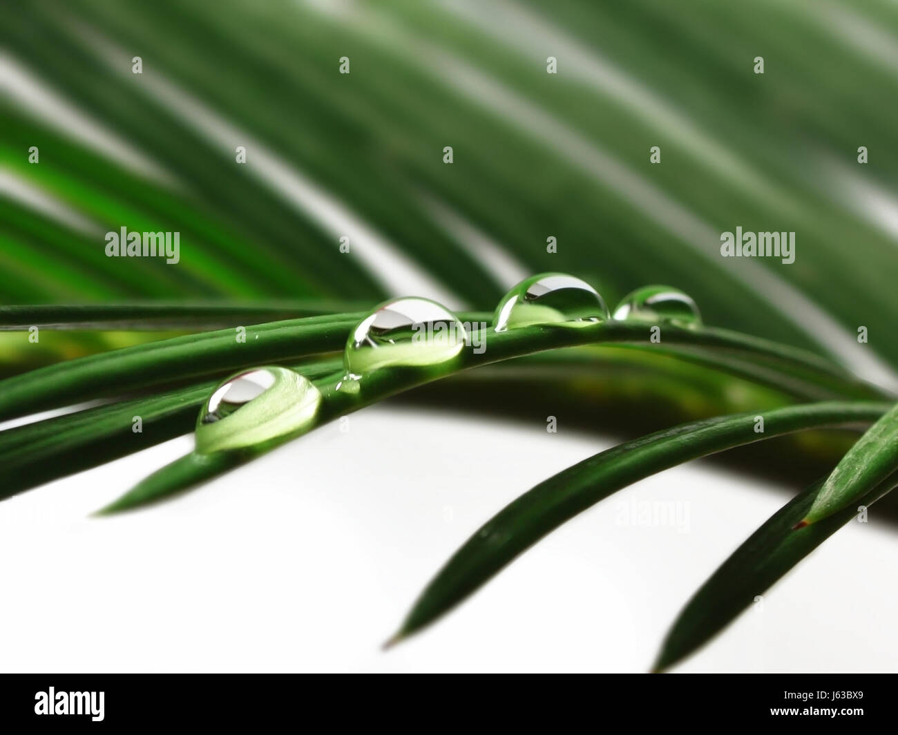 leaf leaves palm tree water drop drip drops seeping sopping drips rain ...