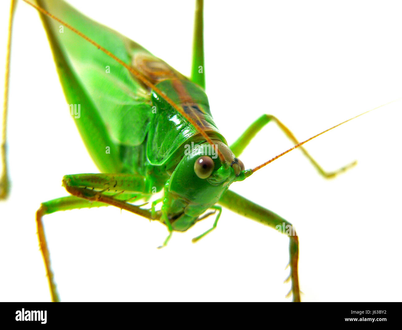 animal insect green spring bouncing bounces hop skipping frisks jumping ...