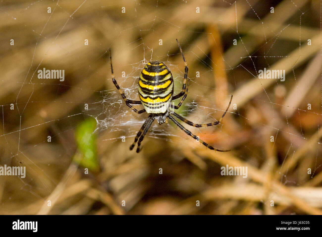 spider fen spider fen wespenspinne venn radnetzspinne zebraspinne ...