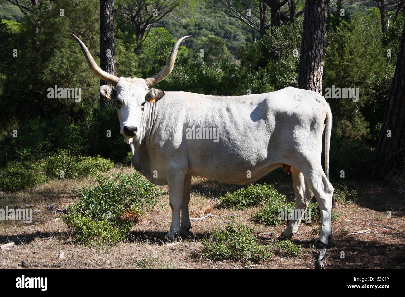 animal tuscany bovine italy nature animal tuscany cornets bovine ...