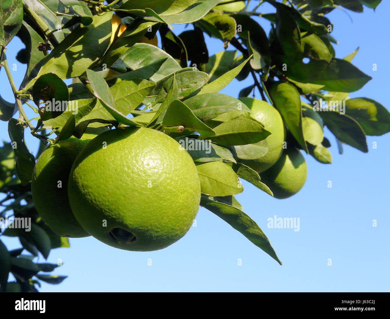 fruit citrous fruit lime tropical fruit lemon citron leaf vitamine tree ...