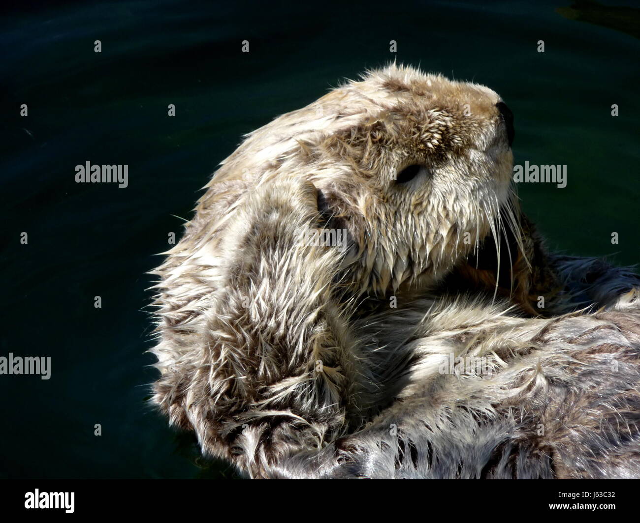 animal skin otter bathing water swimming swiming swim swims to do the ...