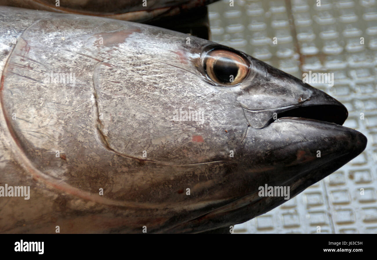 death fish eye organ fish-market weekly market marketplace flea market ...