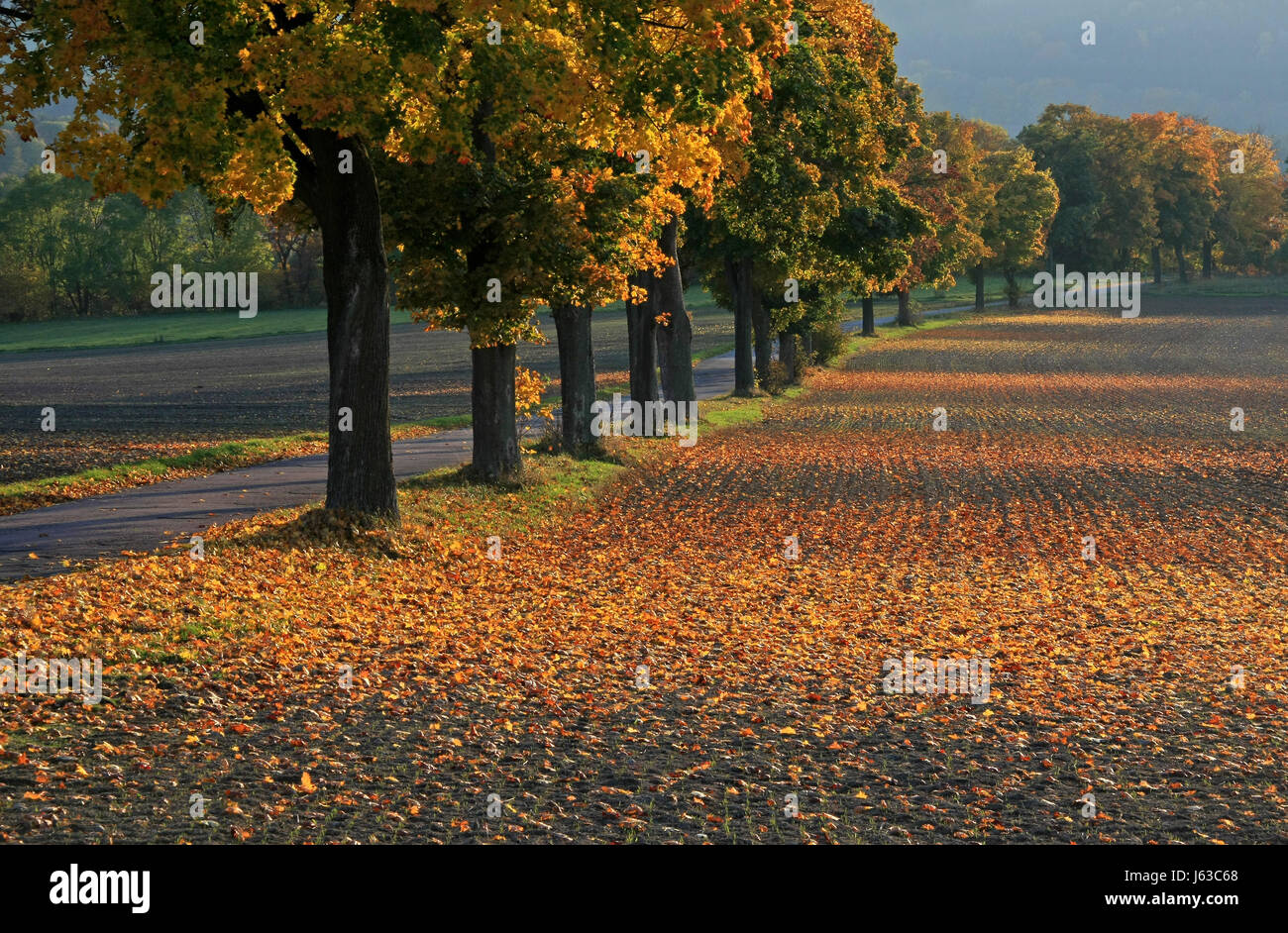 gold on the field Stock Photo - Alamy