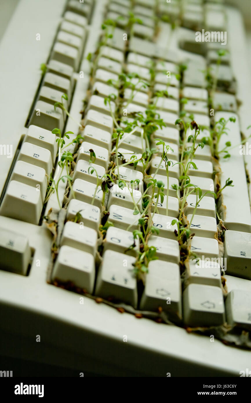 keyboard plant green it cress computers computer shine shines bright ...