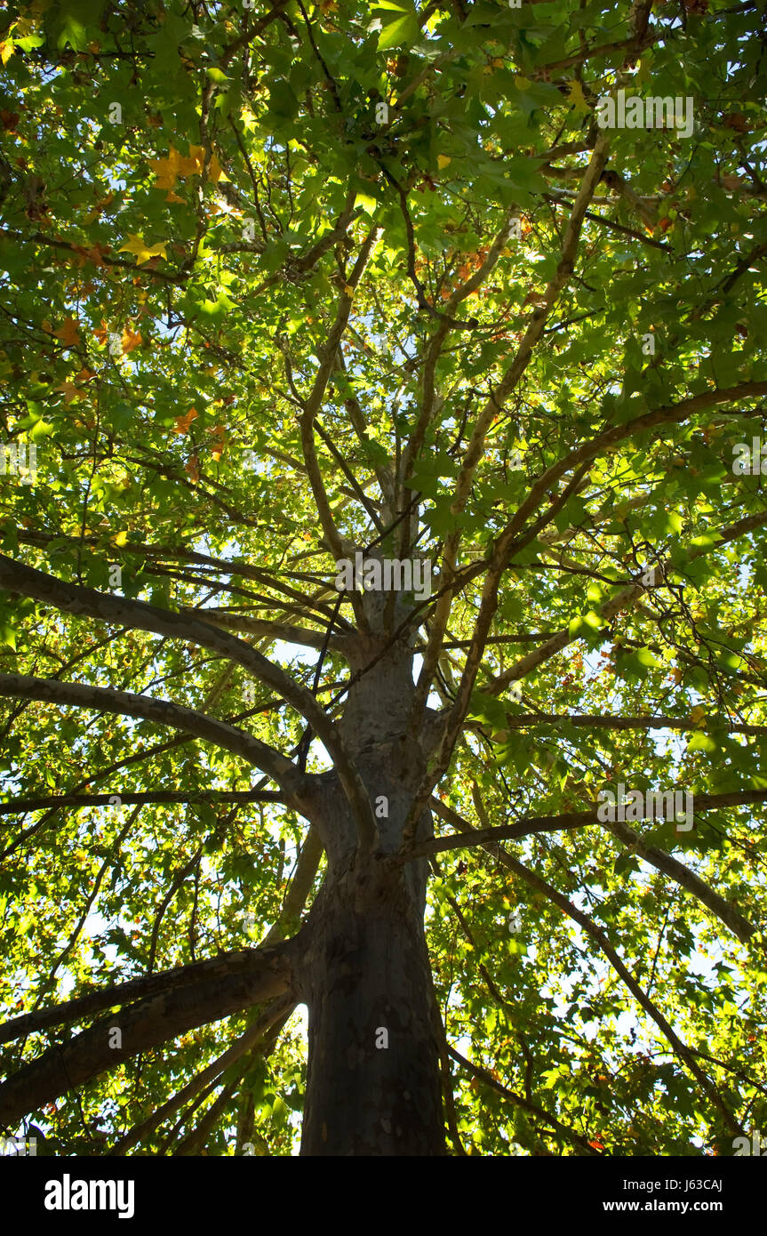 leaf tree leaves branch maple foliage fall autumn bright leaf tree ...