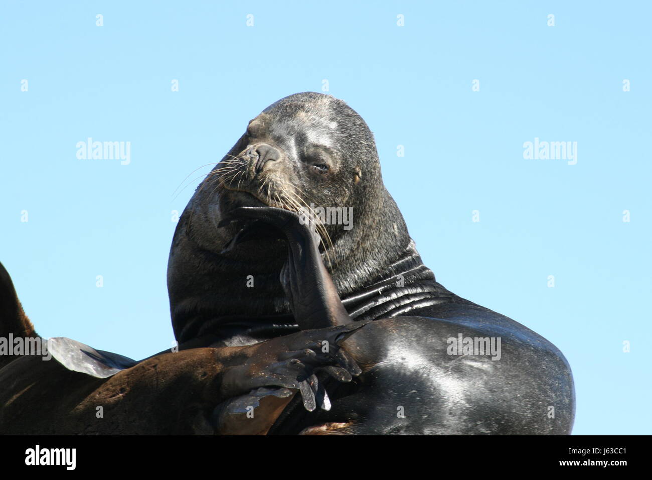 Sealion chile hi-res stock photography and images - Alamy