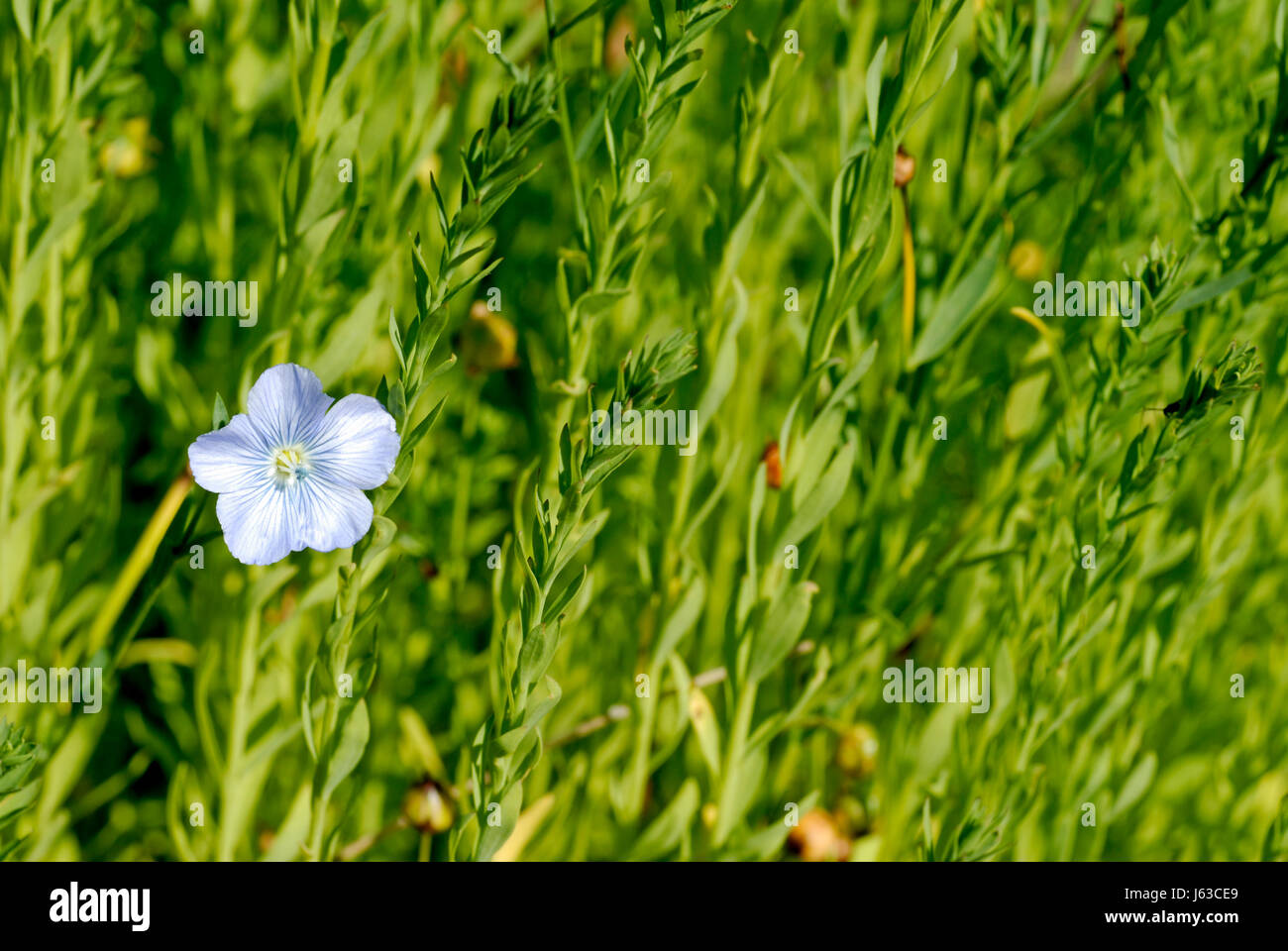 green agriculture farming stalk stem flax common pod fiber backdrop ...