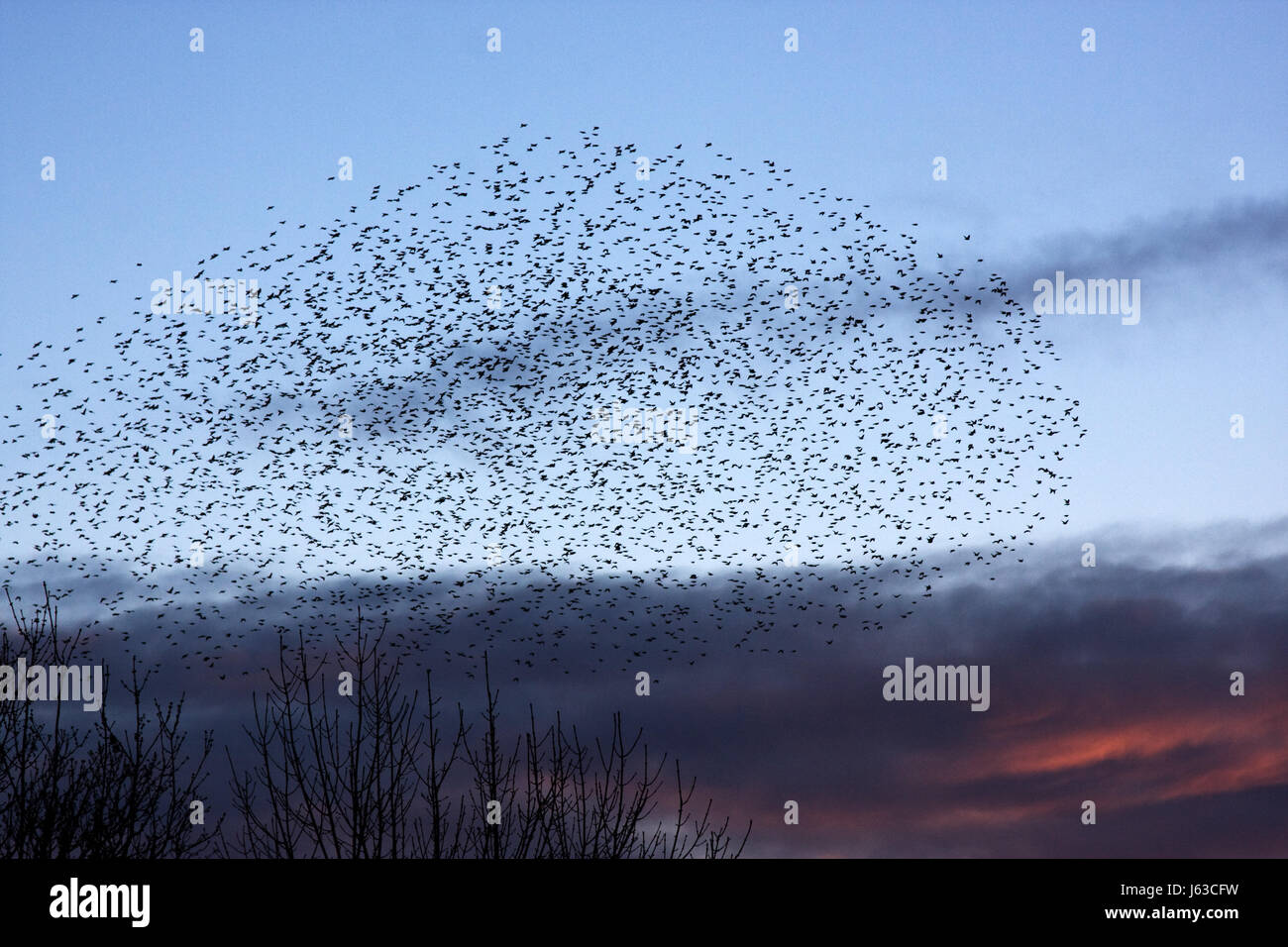 bird birds evening tendency migrant birds of passage firmament sky bird swarm Stock Photo - Alamy