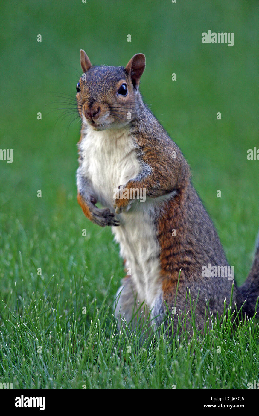 curious nosey nosy rodent male garden animal mammal curious nosey nosy ...