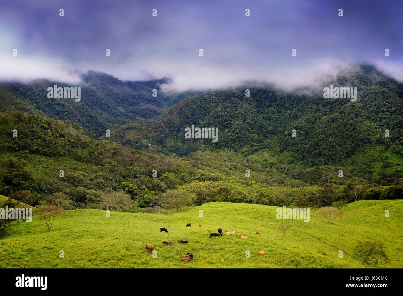 mountains fog south america colombia scenery countryside nature tree ...