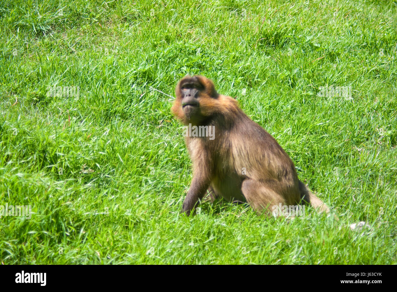 animal green monkey wildlife baboon meadow grass lawn blue detail tree ...