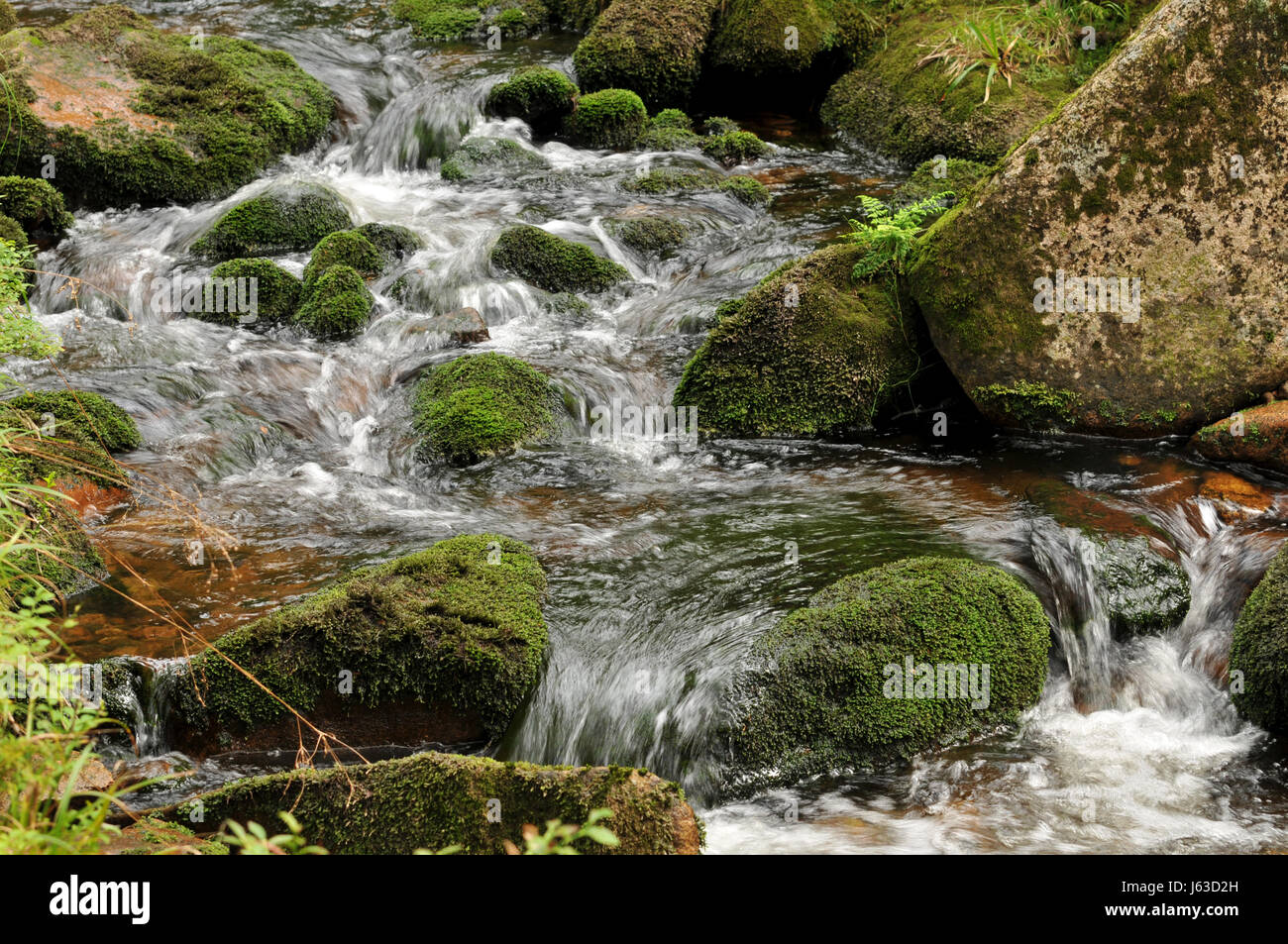 stream torrent current of the river water nature flow stone holiday ...