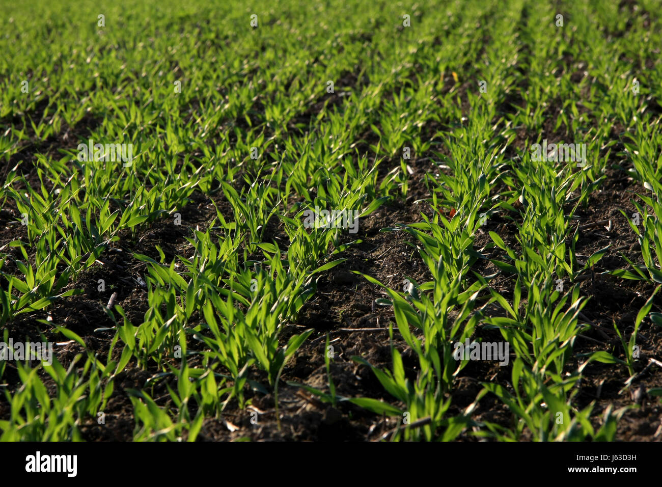 Upland plant hi-res stock photography and images - Alamy