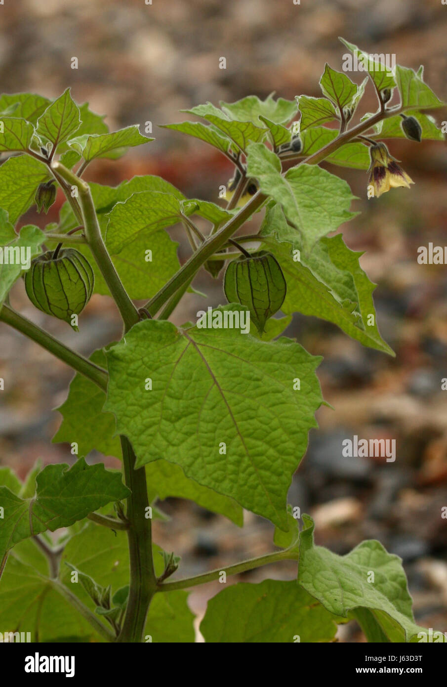 Bltenpflanze High Resolution Stock Photography and Images - Alamy