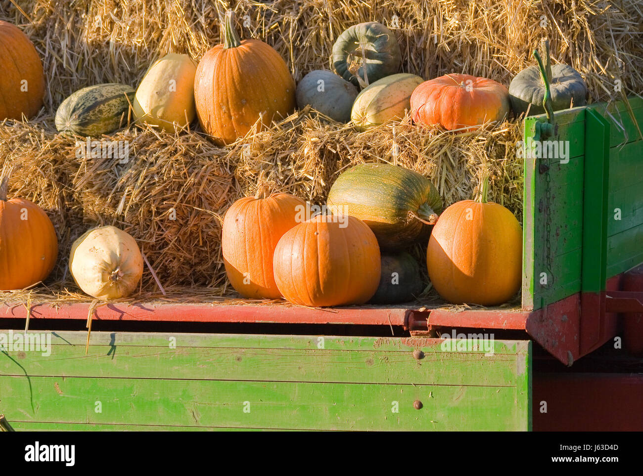 a pumpkin collection on tractor trailer Stock Photo - Alamy