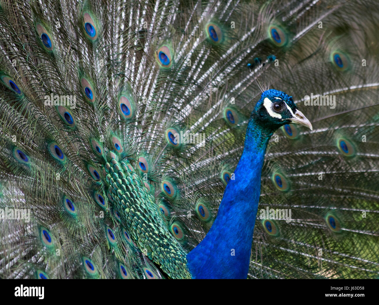 blue grace peacock feather beauty blue green eye organ india golden ...