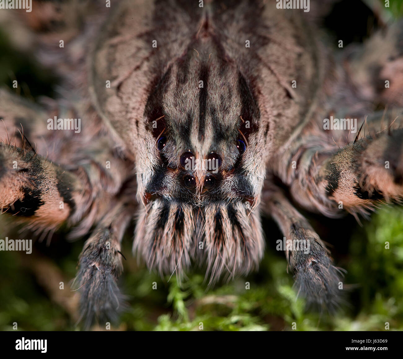spider spin rainforest rain forest eyes spider fear spin rainforest ...