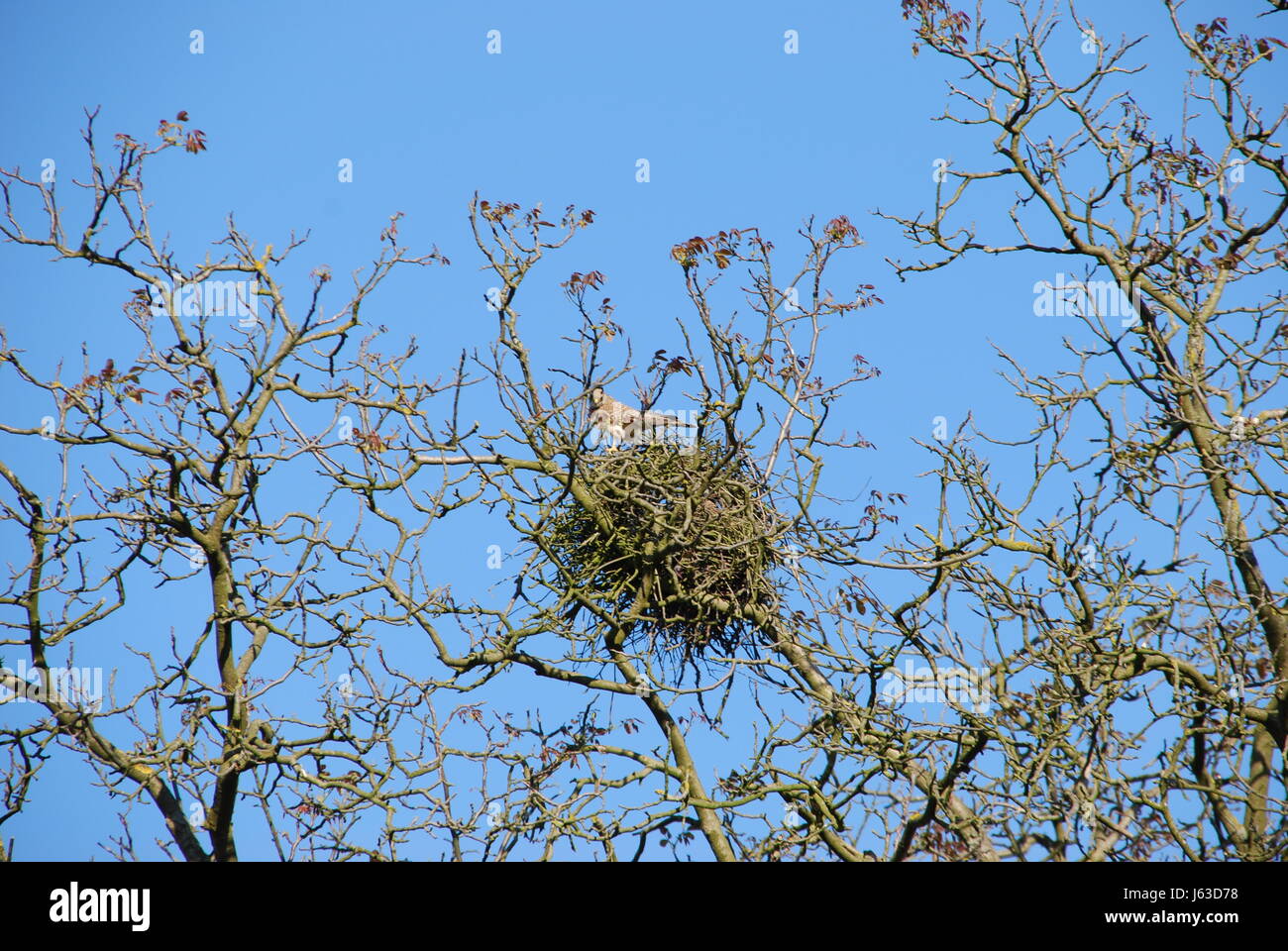 tree birds of prey raptor branches nest protected sheltered tree trees ...