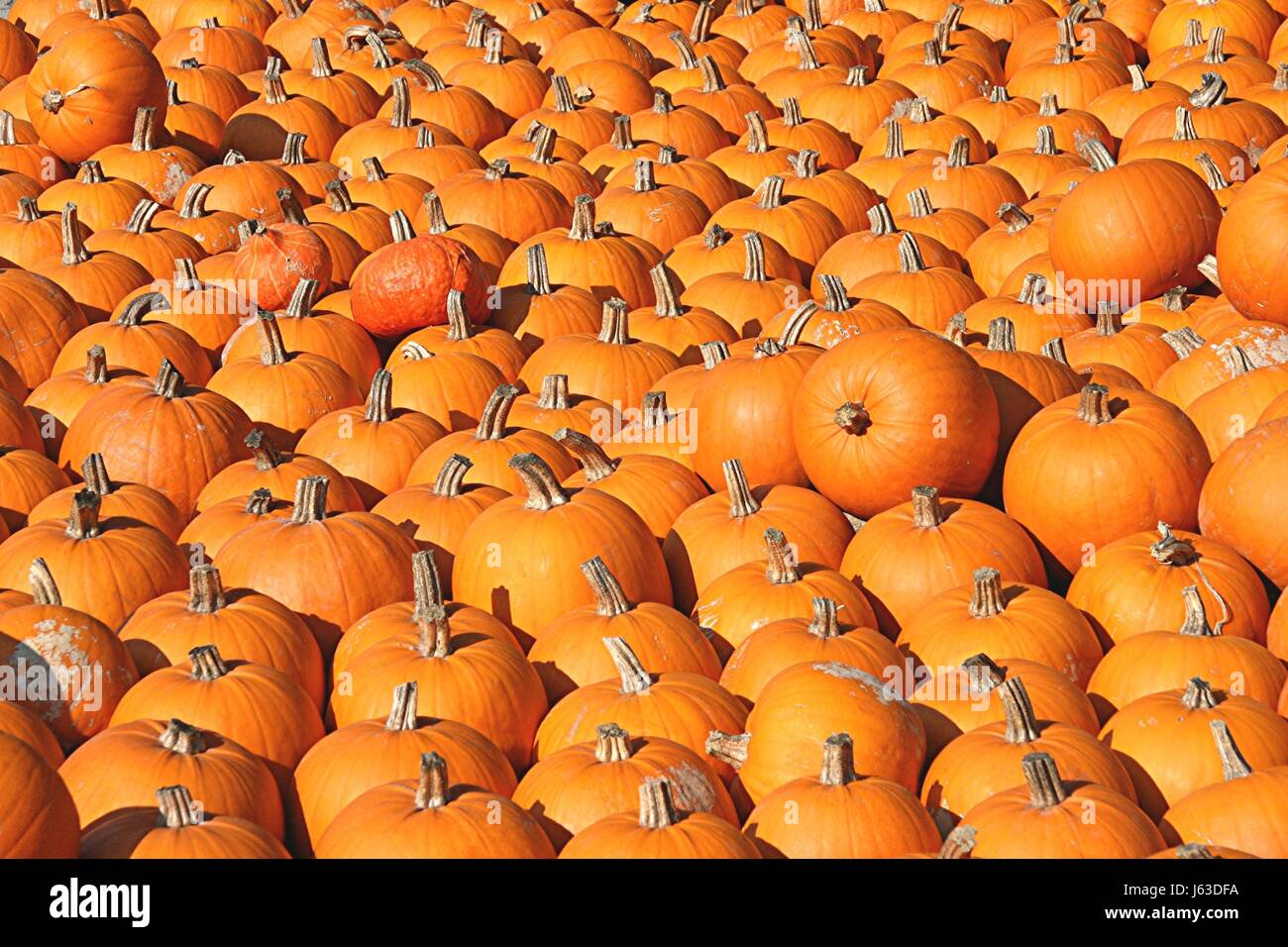 Rank and file hi-res stock photography and images - Alamy