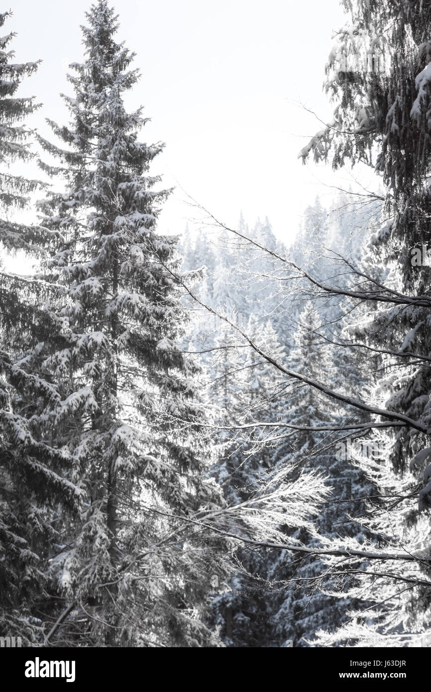 A winter landscape scene with trees full of snow Stock Photo - Alamy