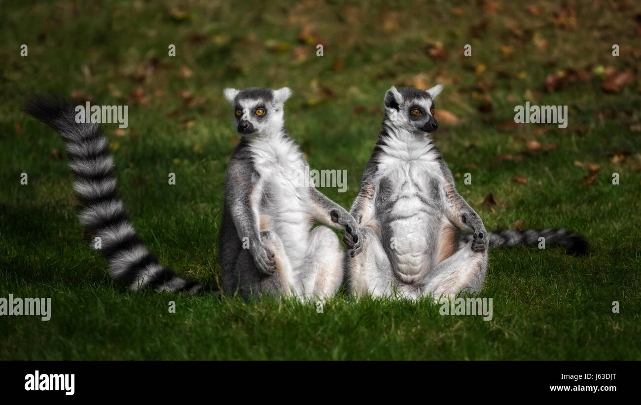Lemures ghosts or spirits hi-res stock photography and images - Alamy