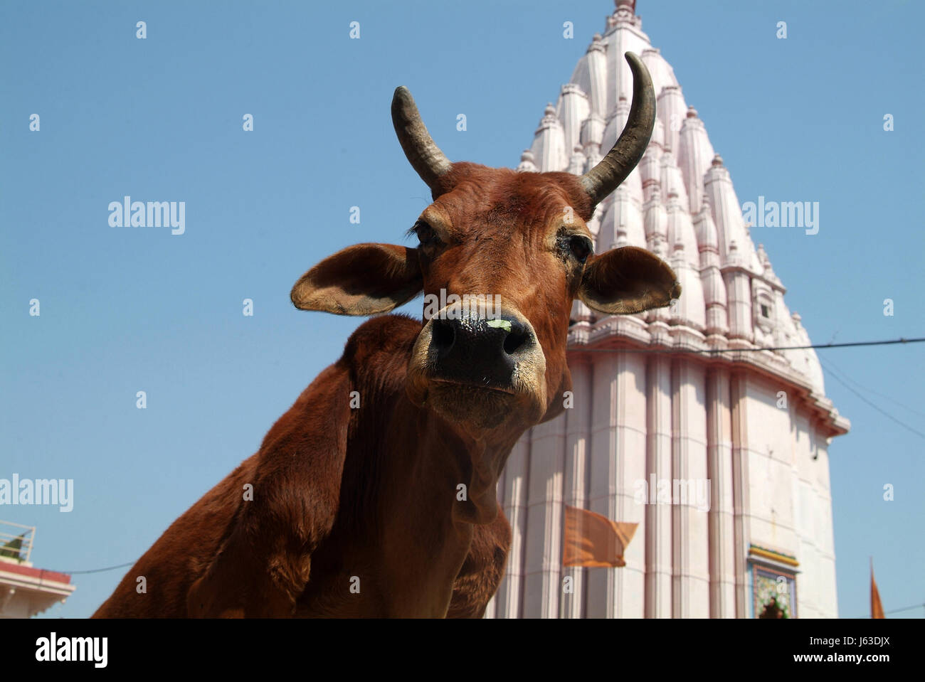 temple asia india cornets cow bovine holy sacred travel religion belief ...