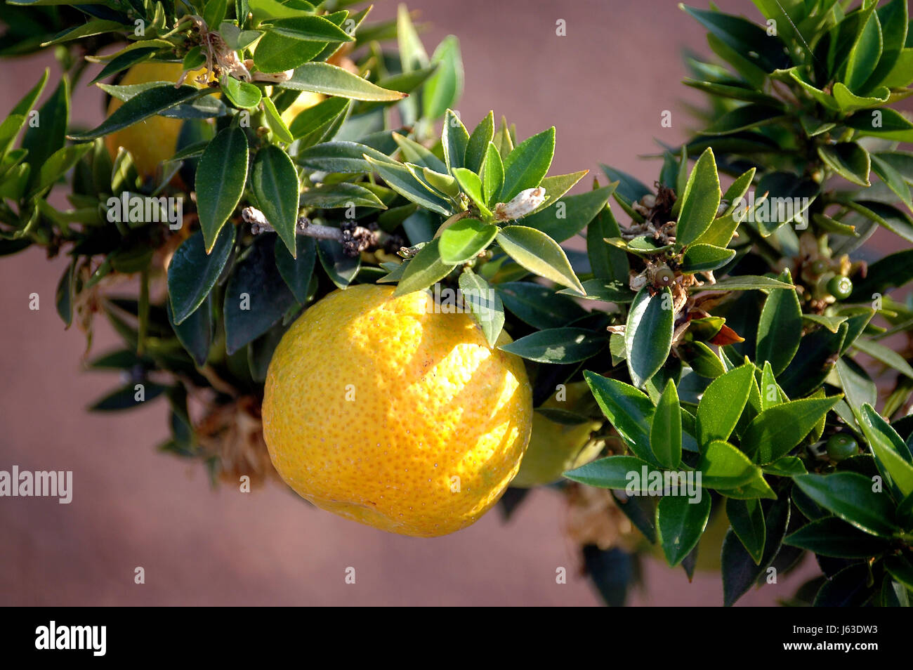 vitamins vitamines tree fruit tangerine vitamins vitamines tree leaves ...