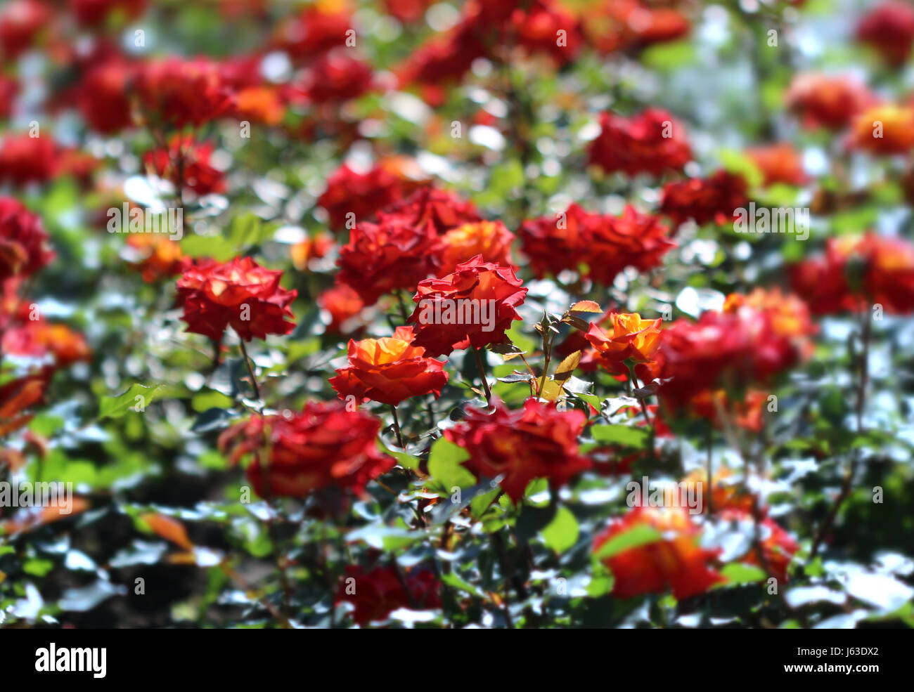 Roses in bloom Stock Photo - Alamy