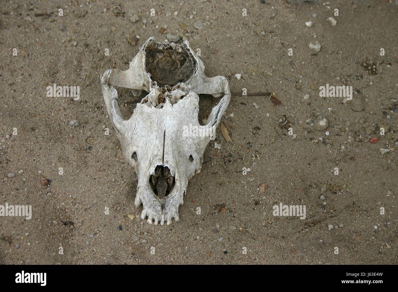 death animal skull cadaver decay dead sands sand death animal skull ...