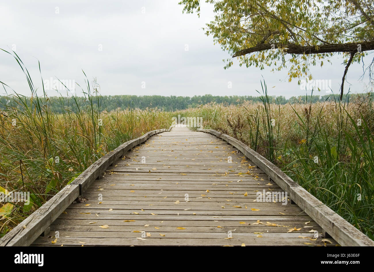 bridge swamp path way nature bridge swamp land wooden walkway path way ...