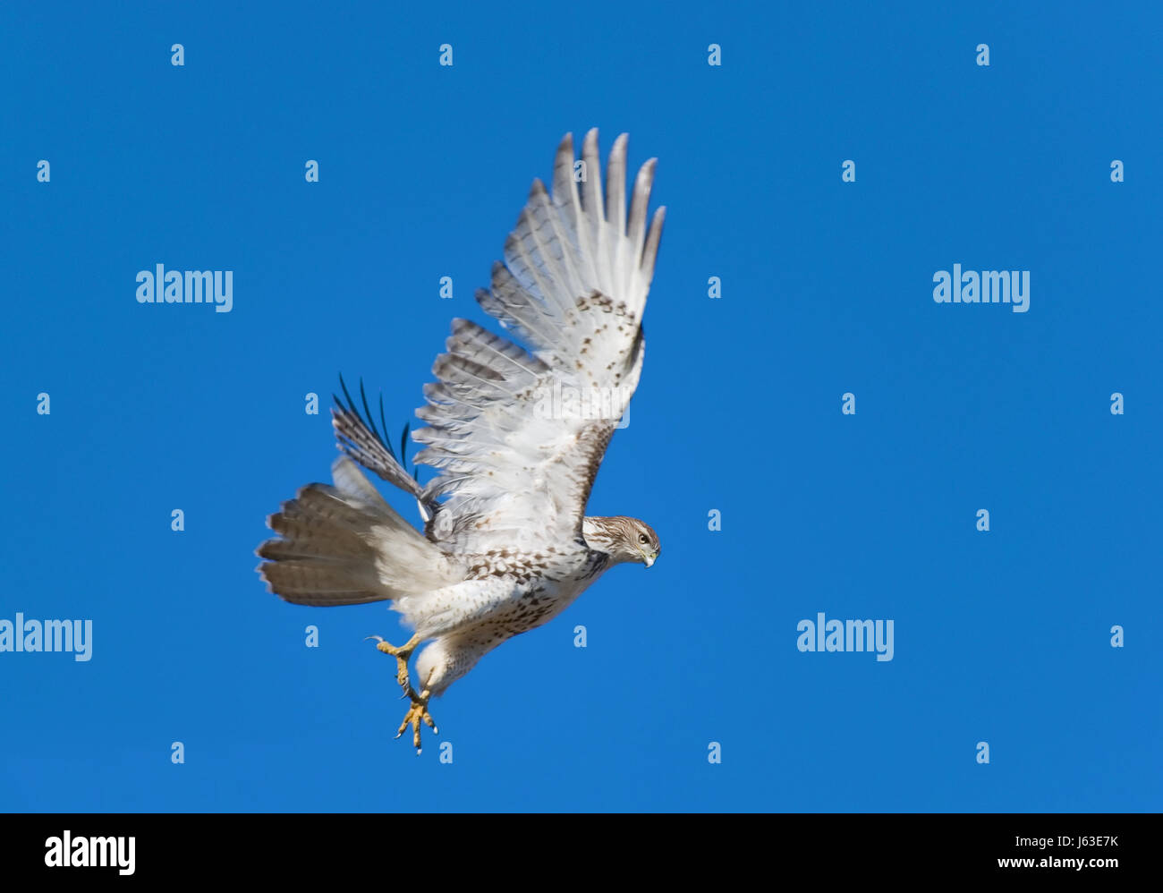 animal bird raptor birds of prey feathers hawk wings flight animal bird ...