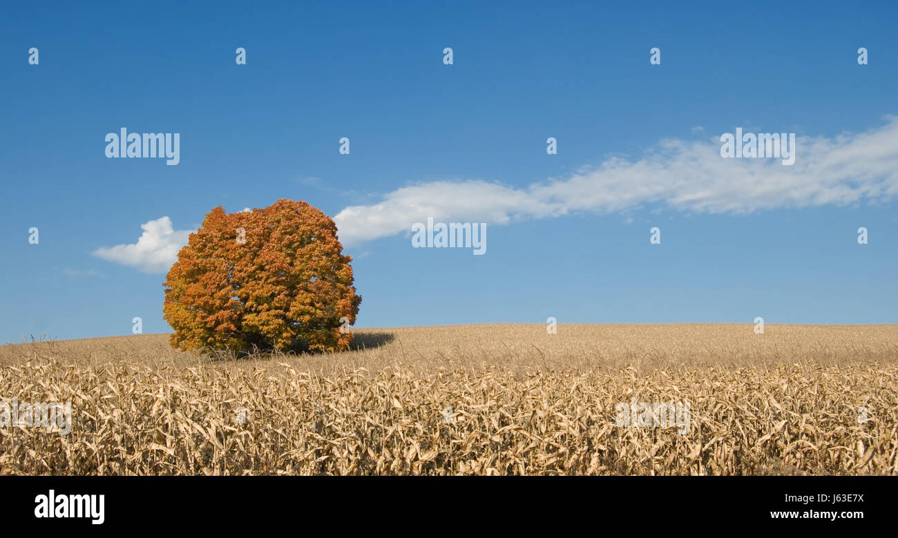 tree field corn cornfield rural peasant fall autumn tree leaves ...