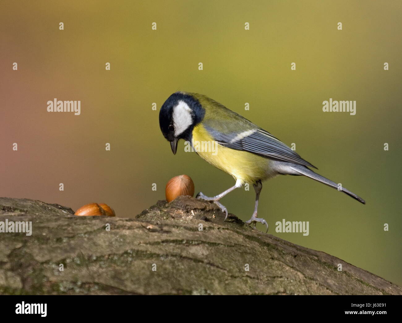 great titmouse major fodder bird birds look glancing see view looking ...