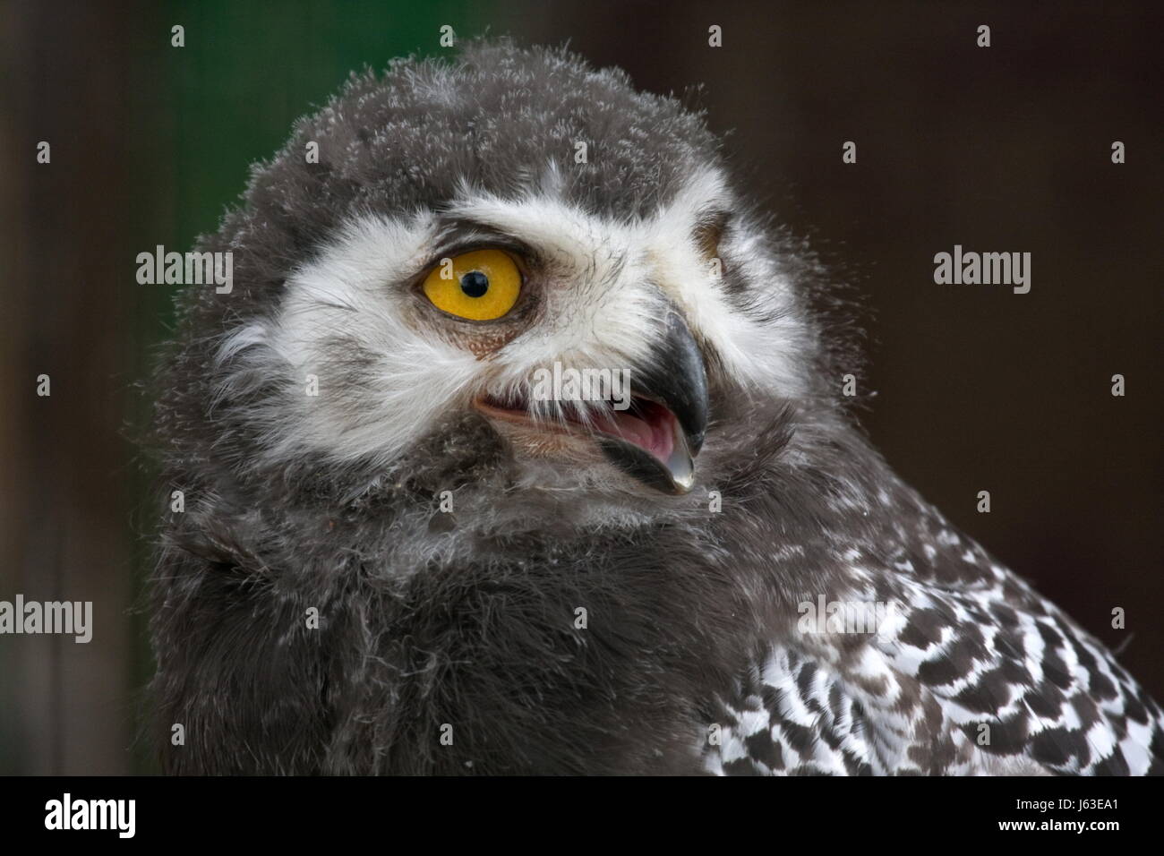 eagle-owl portrait eye organ soft birds of prey raptor beak plumage owl ...