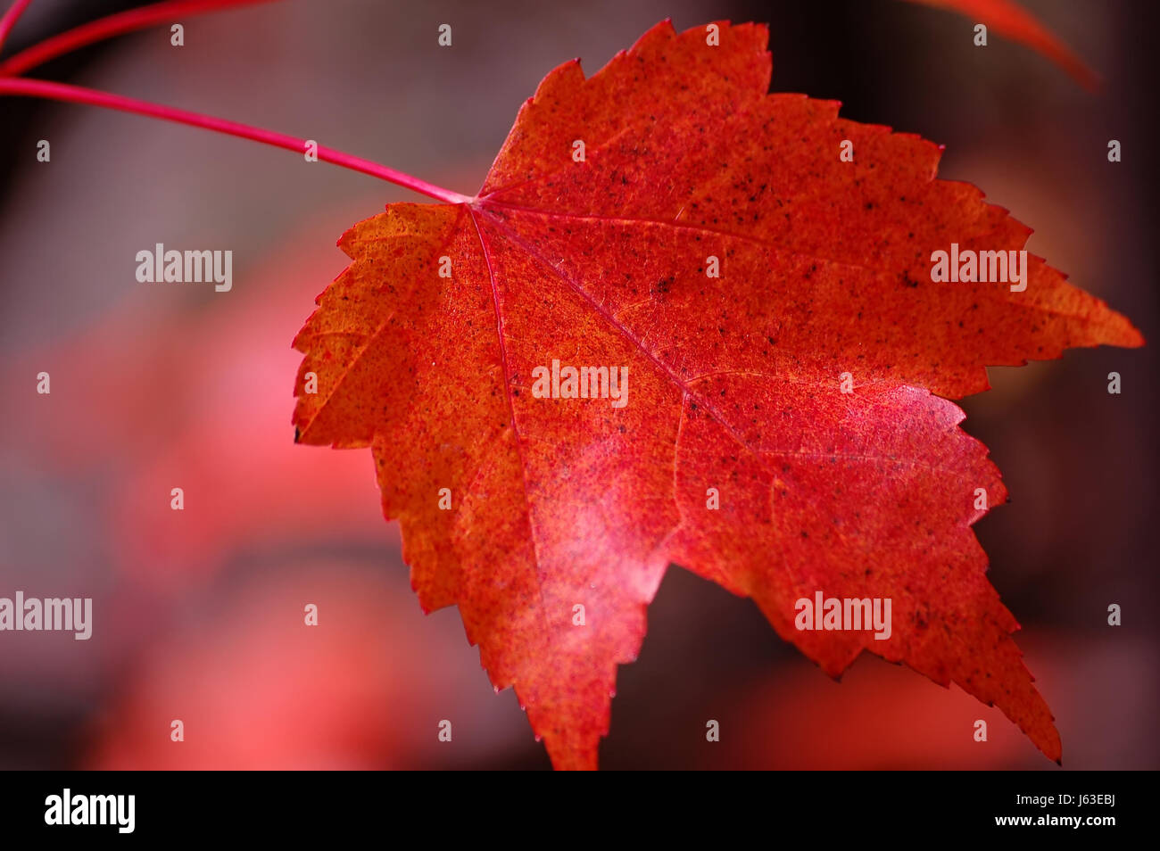 Canadian reds hi-res stock photography and images - Alamy