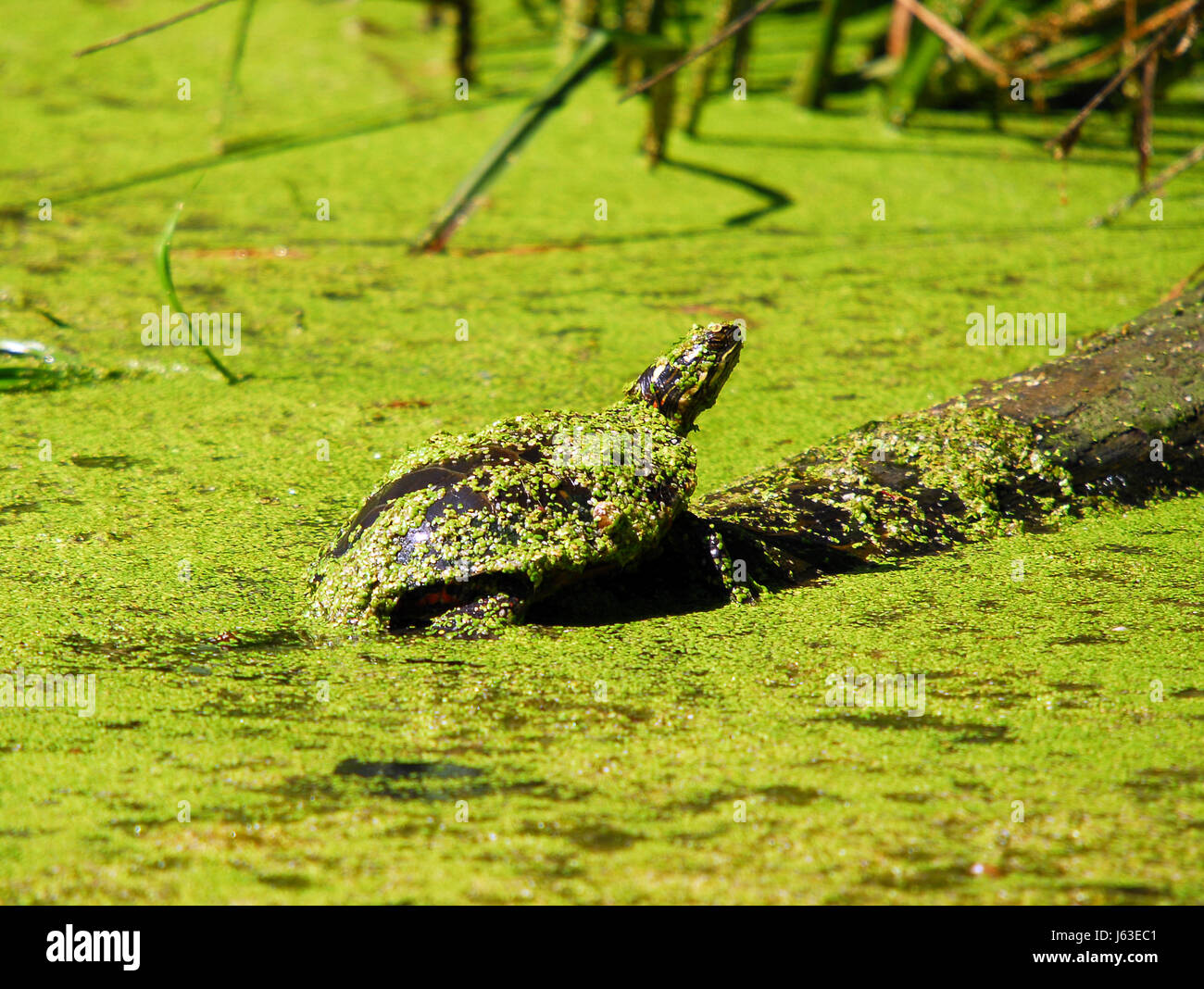 animal amphibian fresh water pond water turtle aquatic tortoise green ...