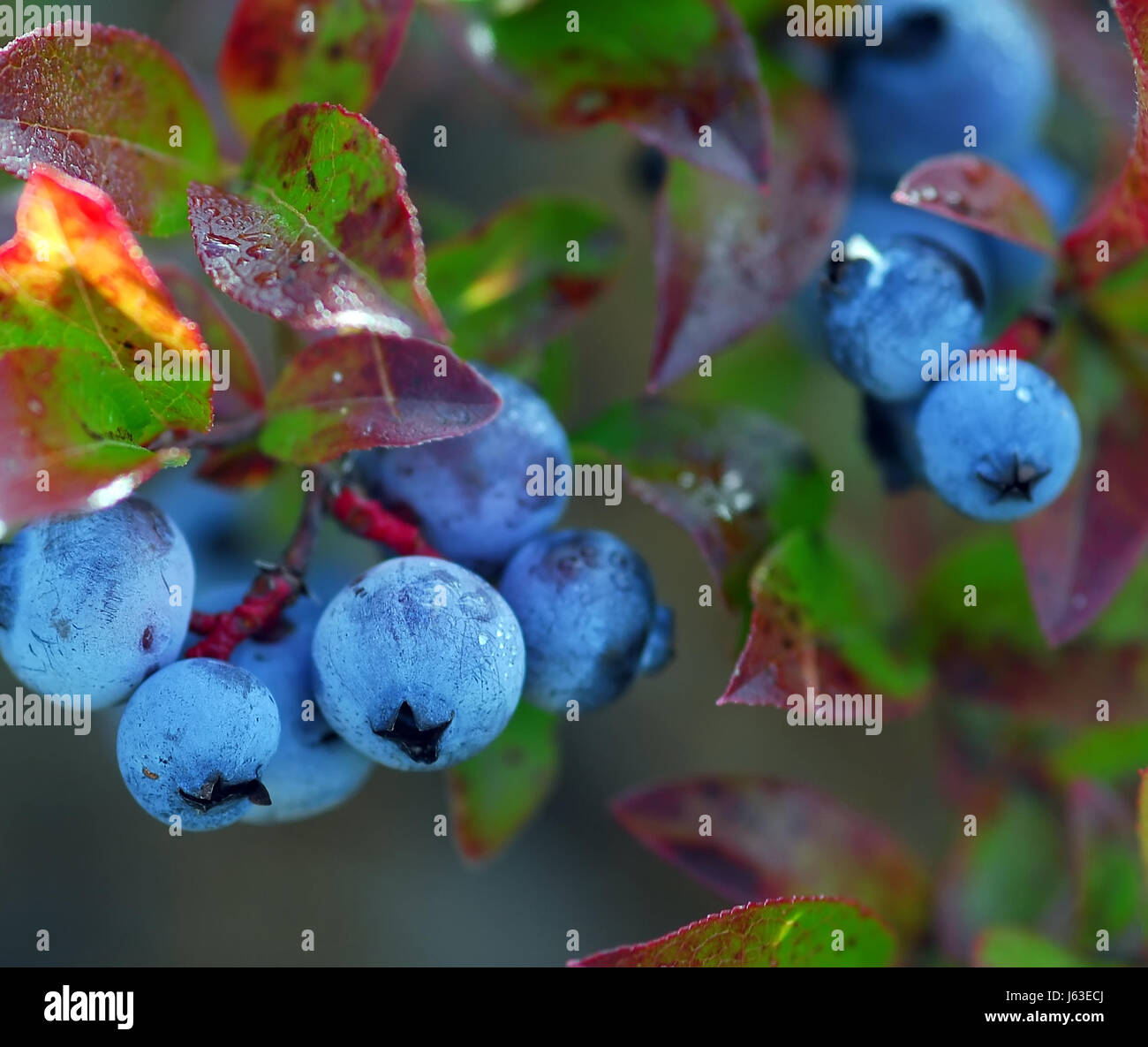 blue agriculture farming berry balls blueberry backdrop background ...
